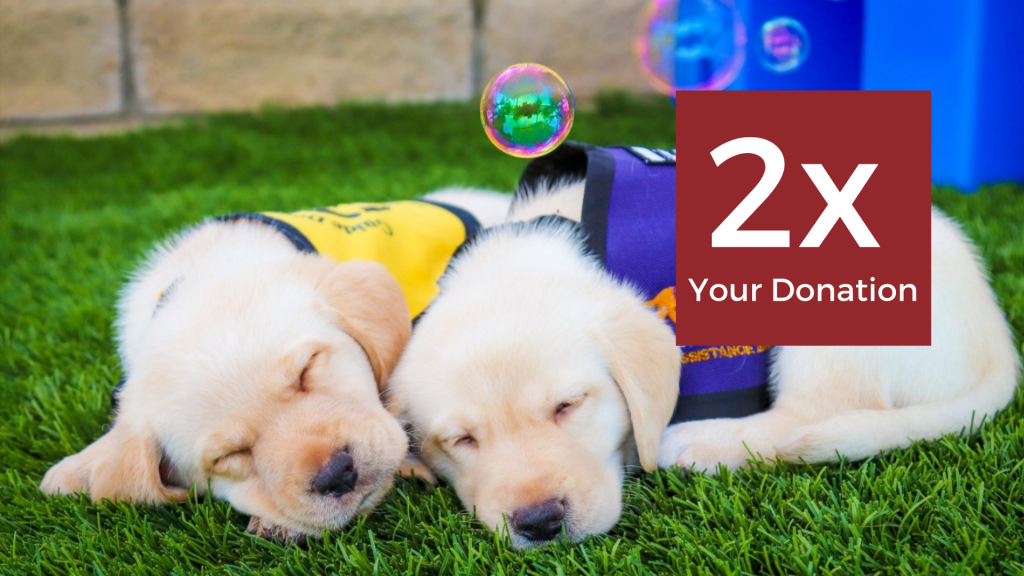 Double the Impact of your Guide Dogs Donation this Holiday Season - IAM ...
