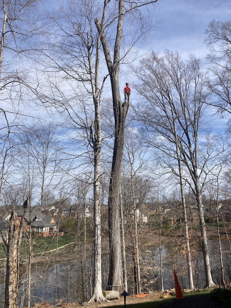 Arborists In Virginia Vote to Join IAM, Become First-Ever Residential ...